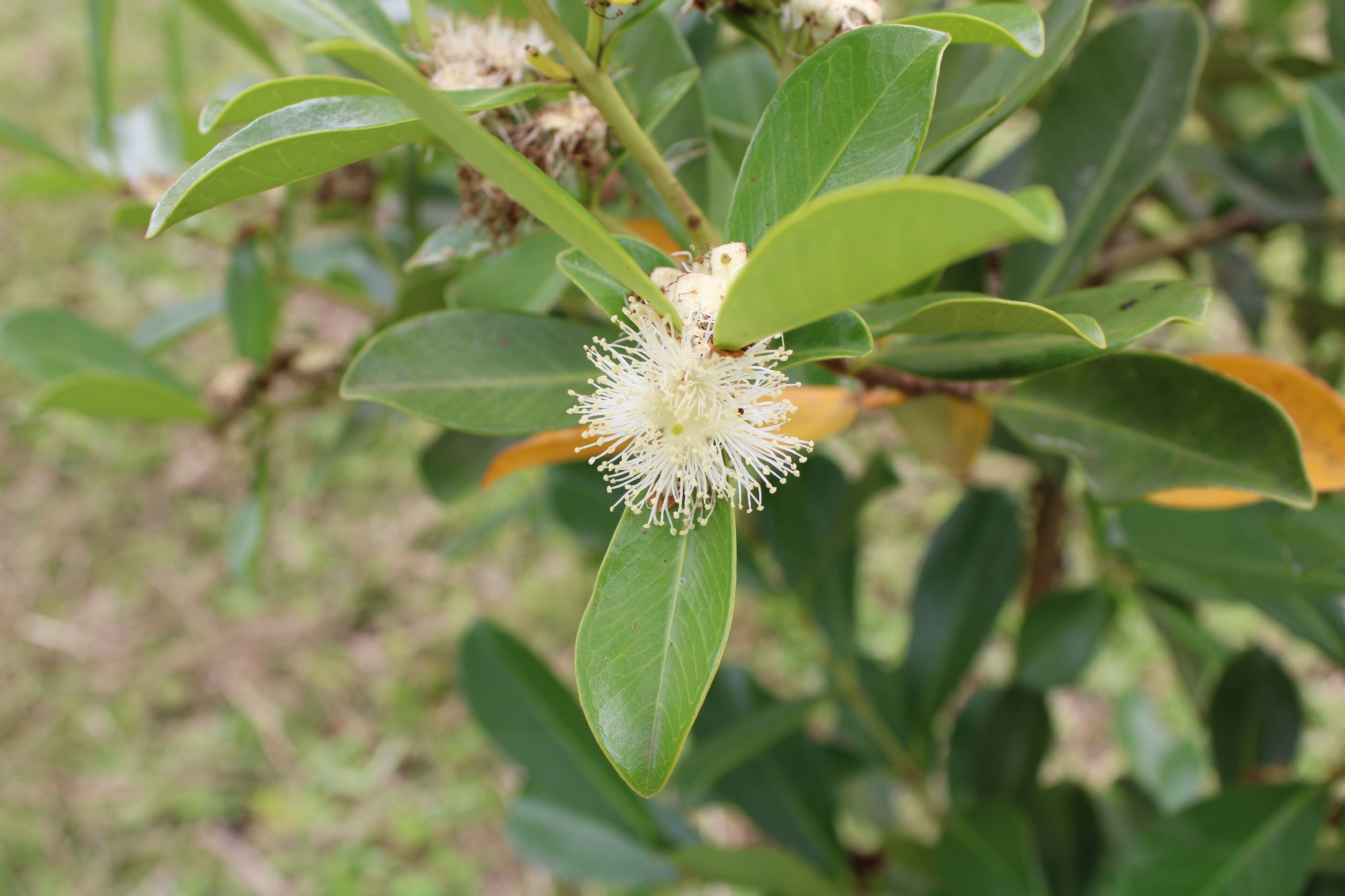 Araçá-amarelo e vermelho, os frutos saborosos da Mata Atlântica ...